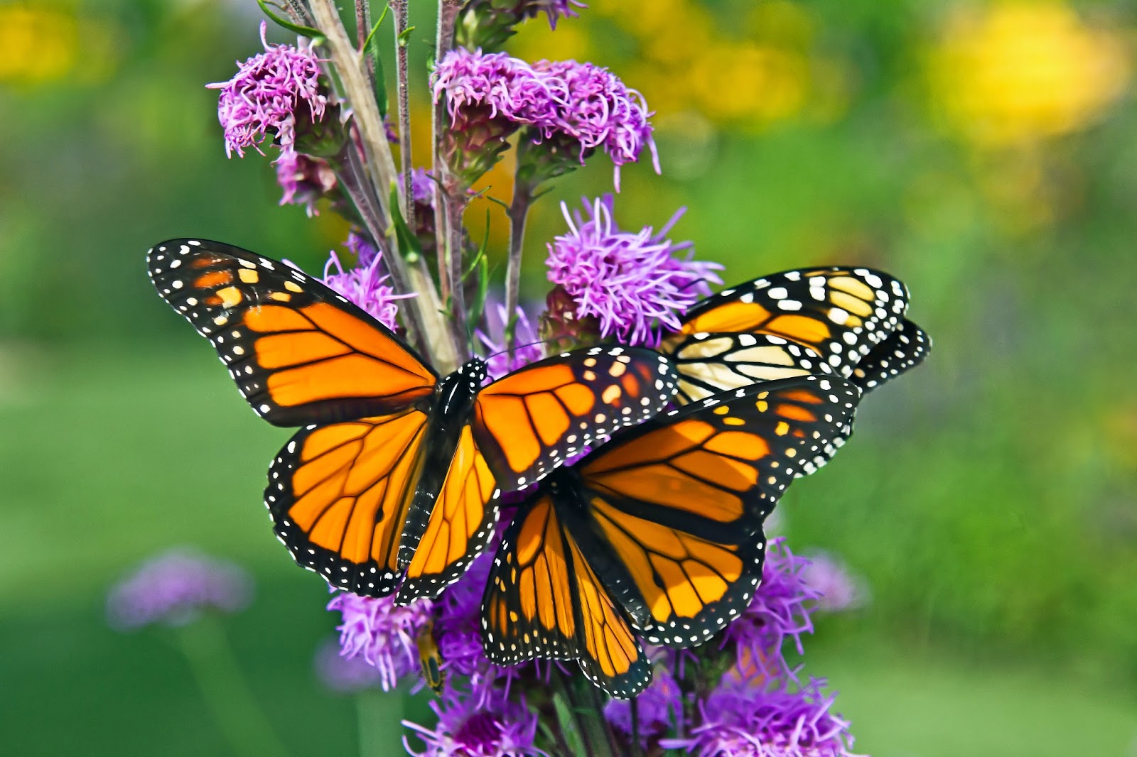 Rotary Botanical Gardens - Hort Blog: Monarch Magnets