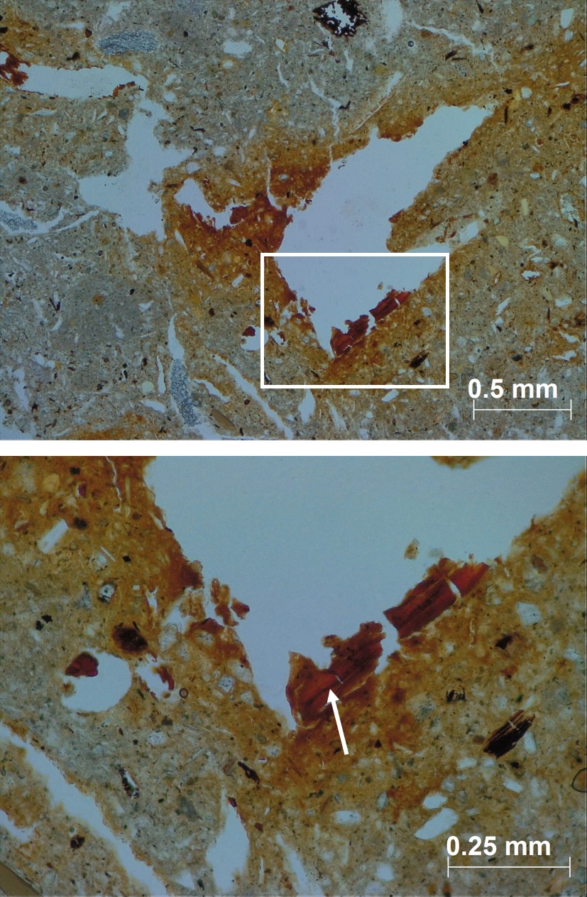 Micrograph: Unusual archaeobotany