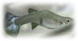 Inbred To an EXTREME - FishForums.com