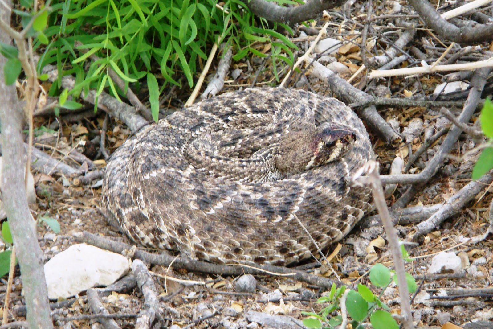 Eight More Miles: Road Photo Friday: Snakebit