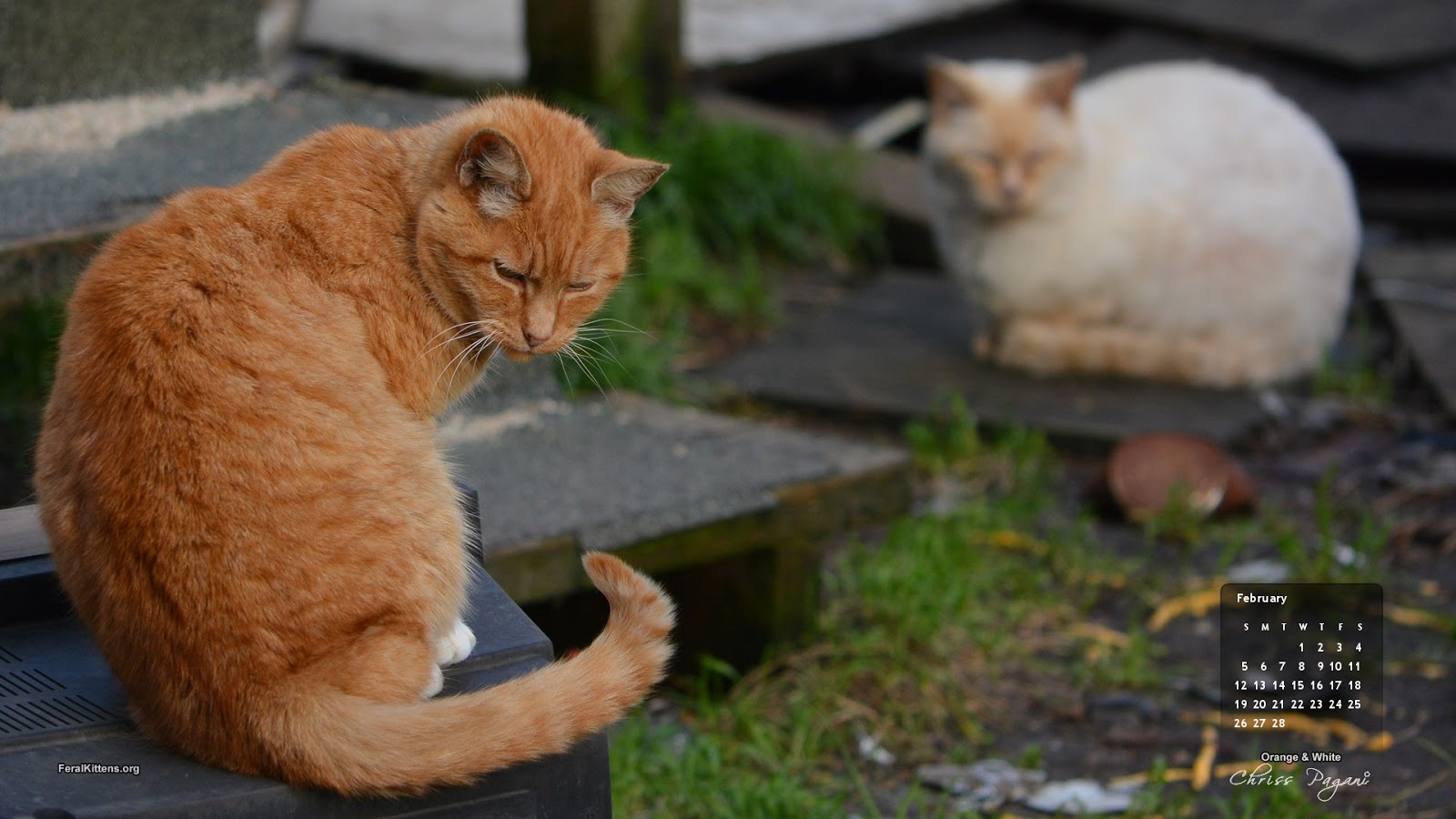 February Cat of the Month #Wallpaper - Orange & White