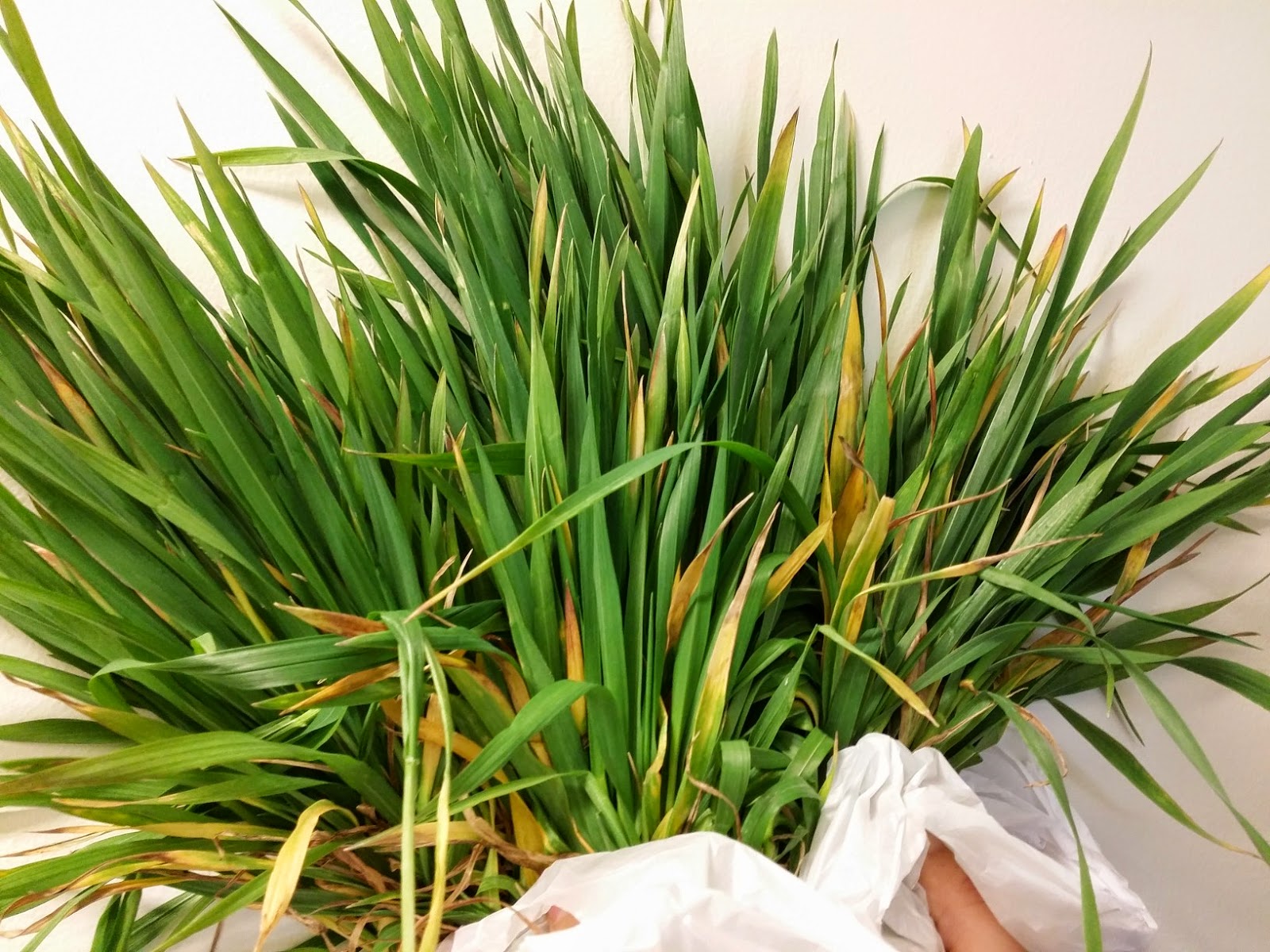 Idaho Crops & Soils: First Report of Barley Yellow Dwarf Virus ...