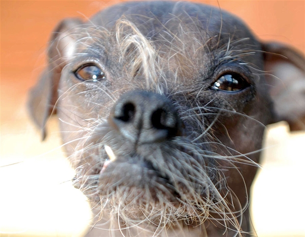 The dog in world: Ugly Mugly Wins Ugliest Dog Contest