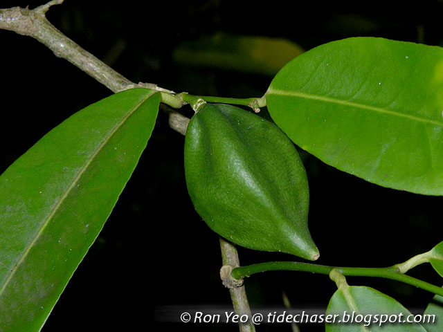 tHE tiDE cHAsER: Mangrove Lime (Merope angulata)