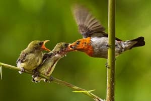 Burung Cabe Jawa - EDUBIO