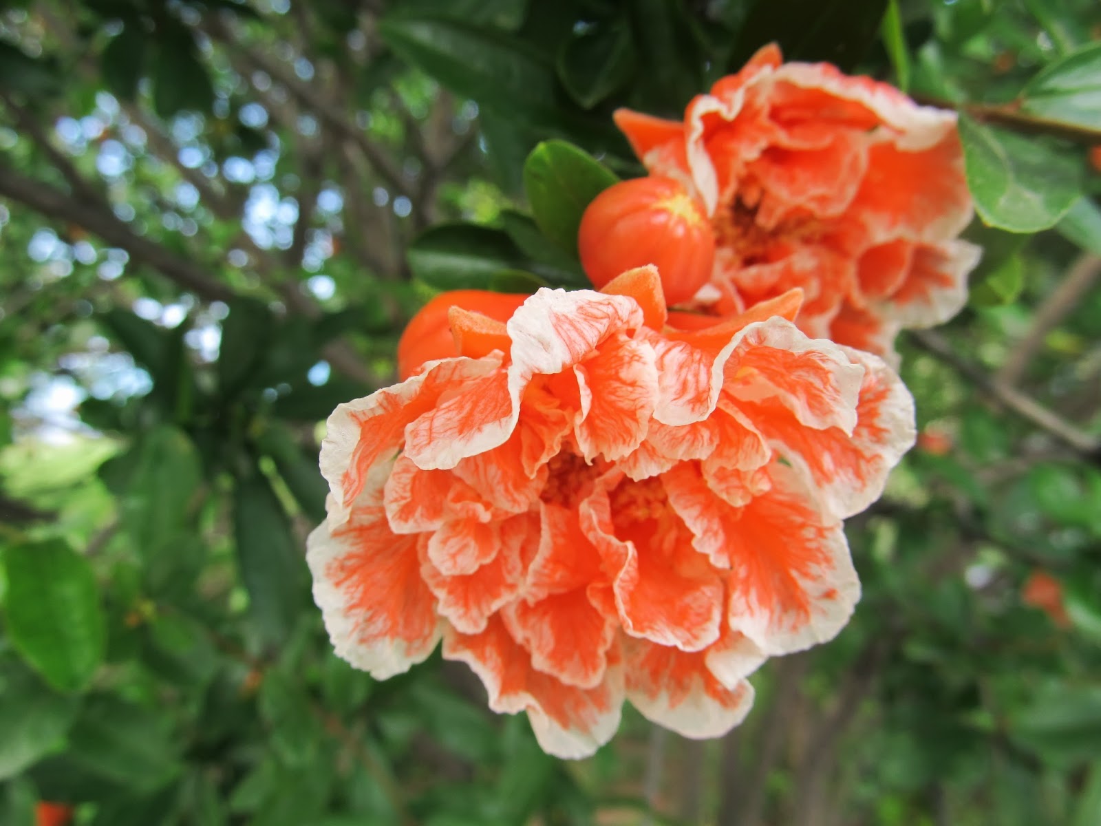 Cittaslow Botanik Park: NAR ÇİÇEKLERİ ( Nargül )