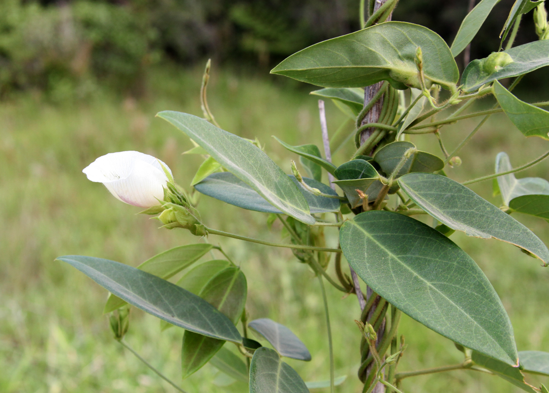 Fabaceae - Leguminosae no Brasil: Fabaceae - Clitoria falcata Lam.