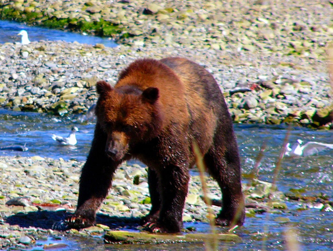 Northwest Explorer: Best defense against bears