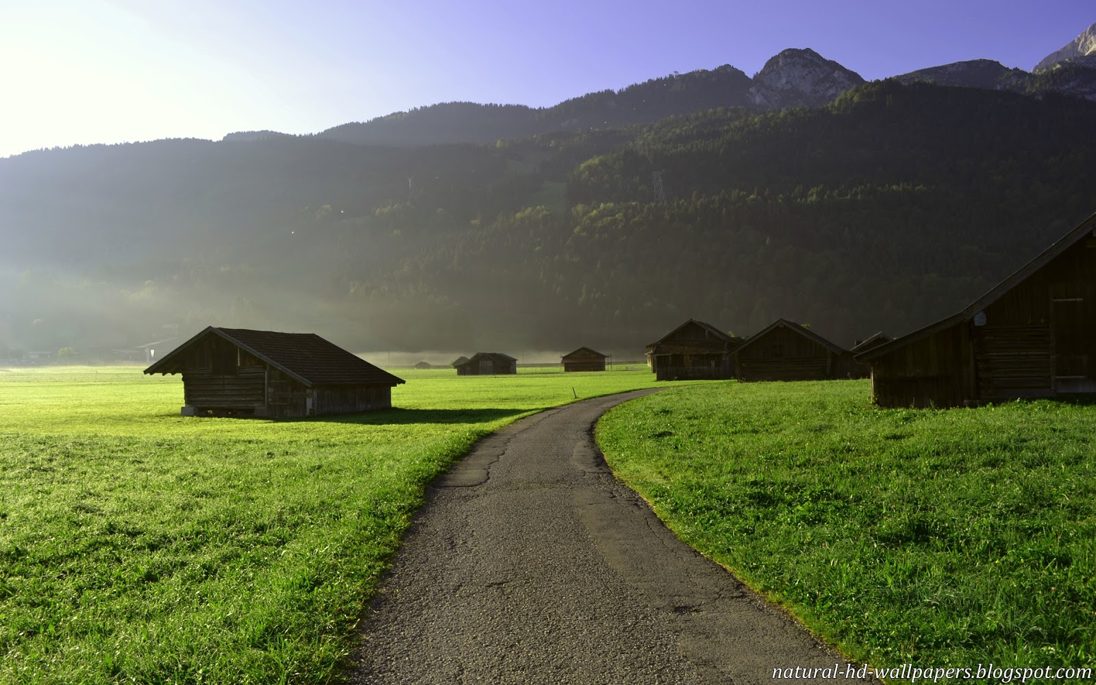 Beautiful green tracks | Beautiful tracks between green trees | Grassy ...