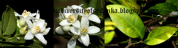 Biodiversity of Sri Lanka: වල් දෙහි/යකිනාරන්/‍යක් දෙහි[Wal dehi ...
