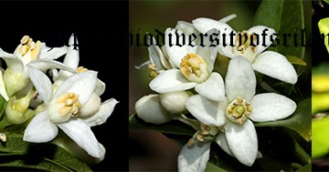 Biodiversity of Sri Lanka: වල් දෙහි/යකිනාරන්/‍යක් දෙහි[Wal dehi ...