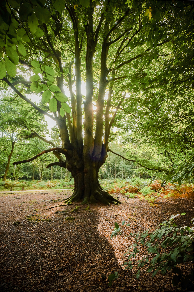 Ann Miles Blog: Epping Forest Trees and Fungi