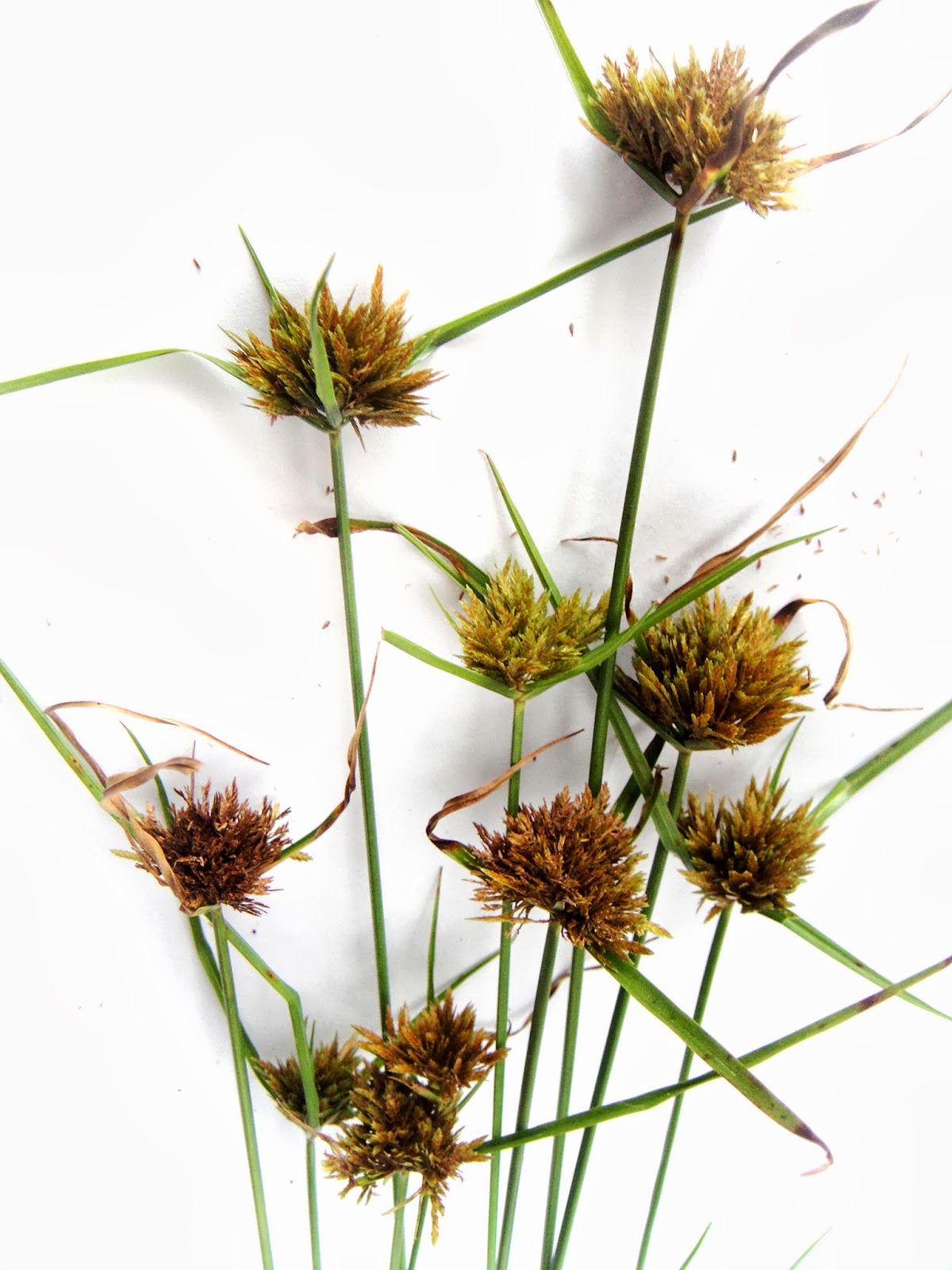 DWAN雲之端: 多柱扁莎-- 多柱扁莎株高10--45公分，一年或多年生莎草科草本；學名, Pycreus polystachyos ...