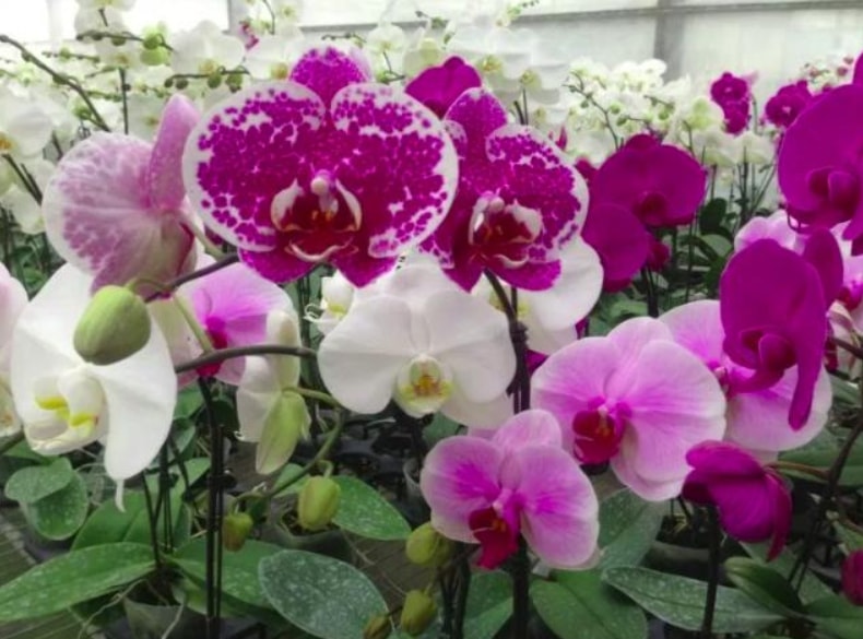 Kumpulan Gambar Bunga Anggrek Lengkap dengan Nama-Namanya - 1001 ...