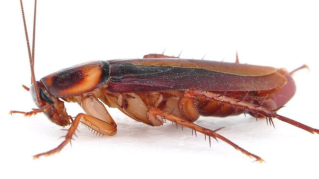 Farisha Nadia : LIPAS