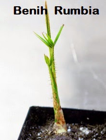 Anim Agro Technology: POKOK RUMBIA - APA POTENSINYA