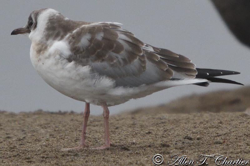 Michigan Hummingbird Guy: December 2018