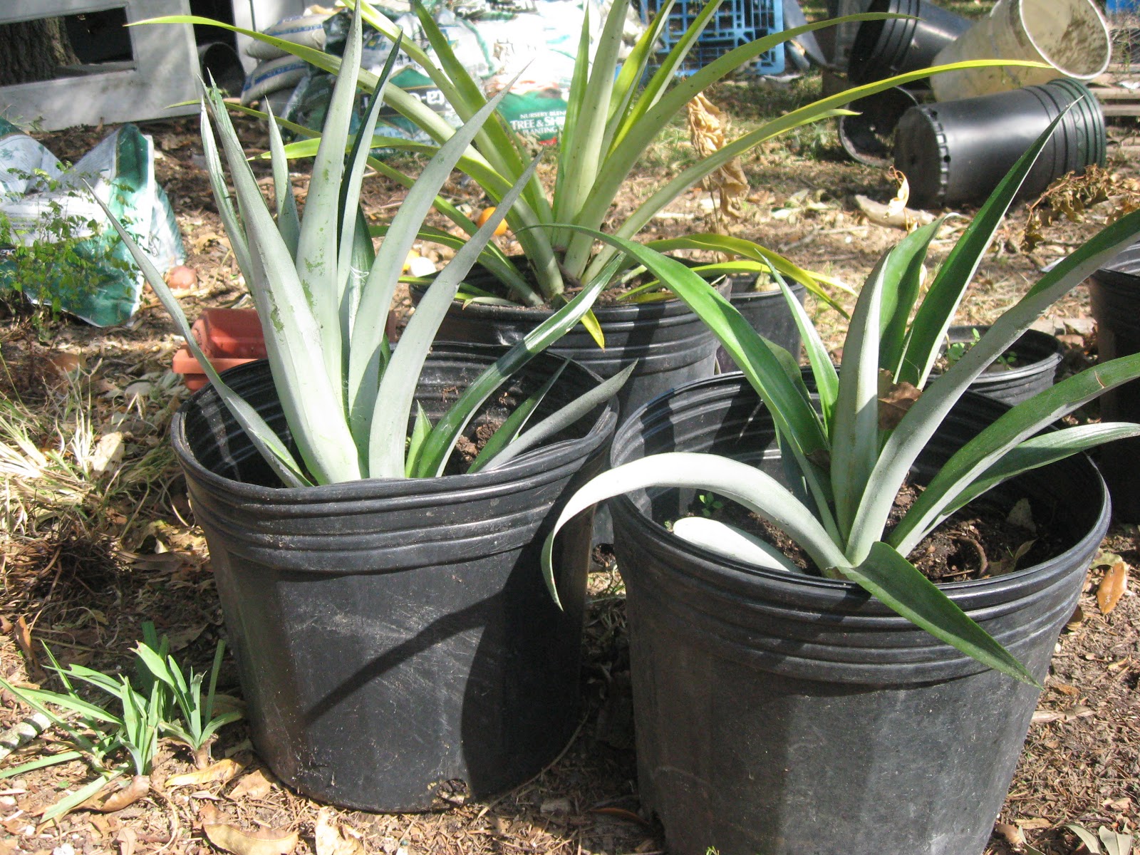 A Home in the Country: Rooting Pineapple Tops and Dividing Older Plants