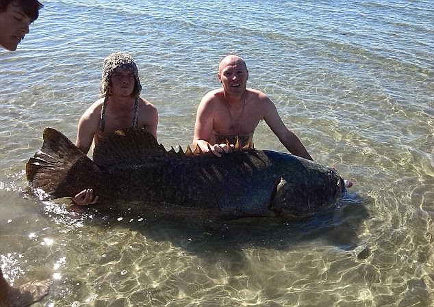 FISHERMEN LAND A 100KG FISH AFTER AN EPIC TWO HOUR STRUGGLE IN HERVEY ...