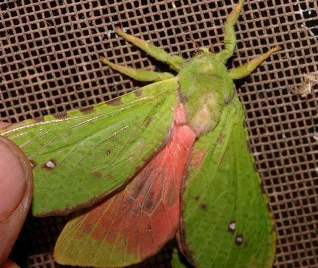 The Nature of Robertson: October 2013