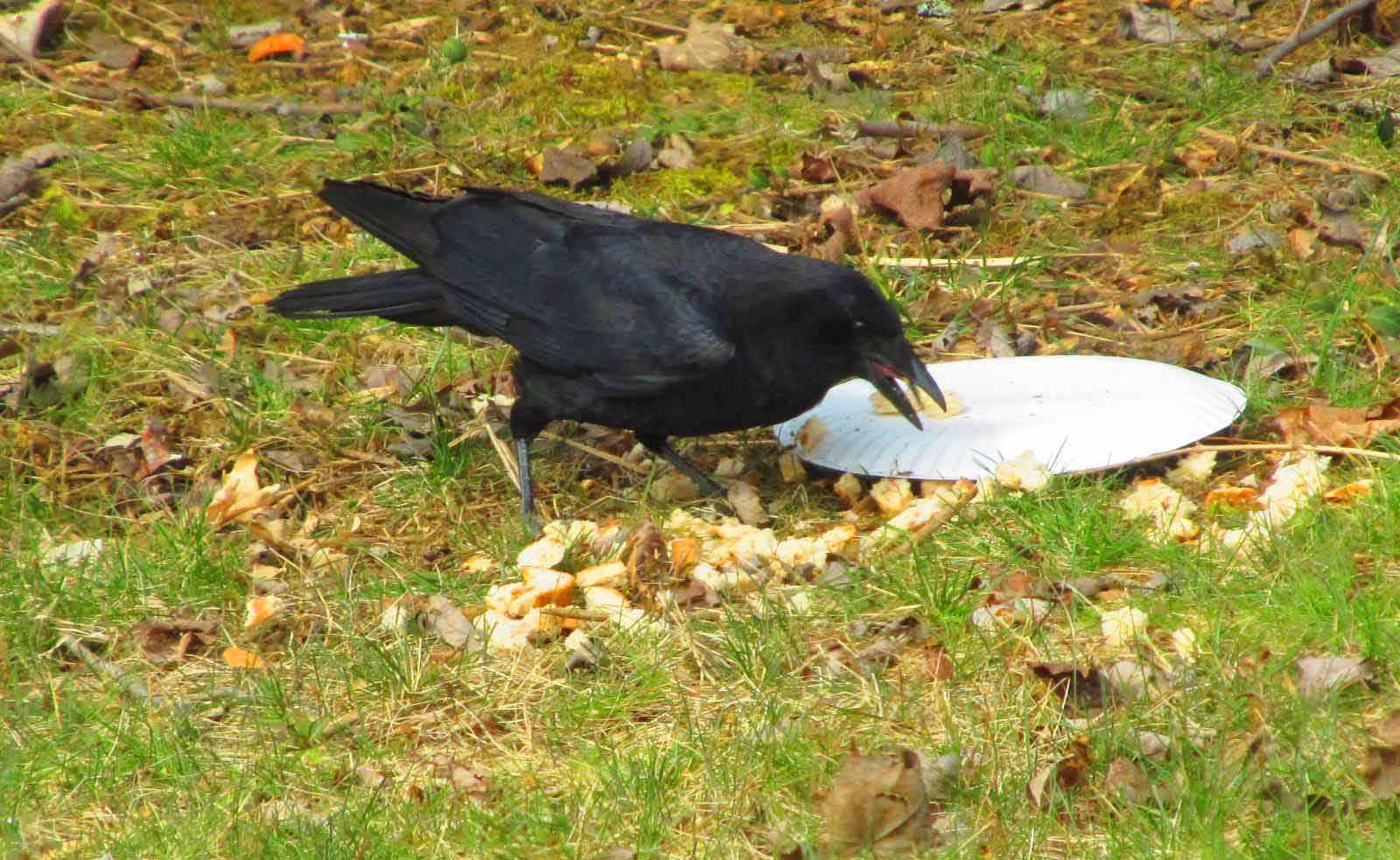 Summit Musings: Eating Crow - Literally