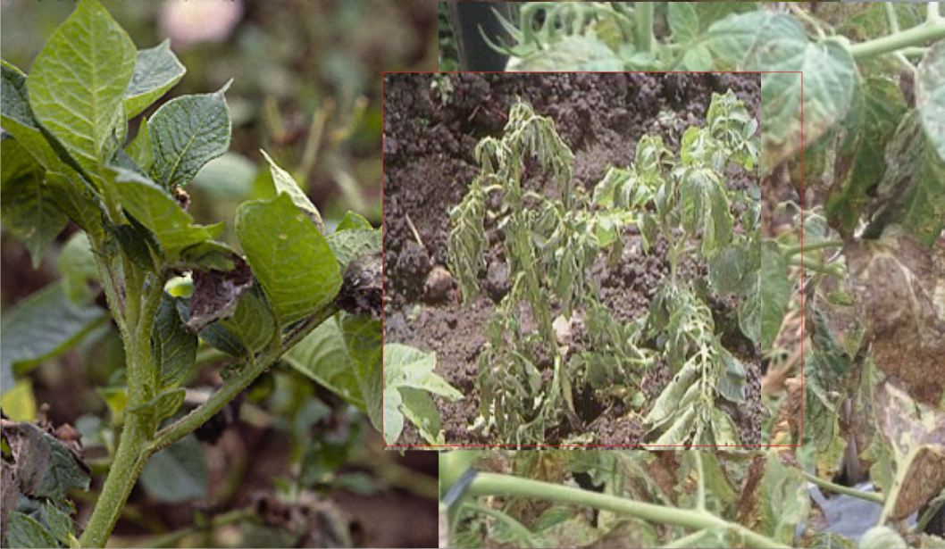 Pencegahan Busuk Daun Pada Tanaman Kentang & Pengendaliannya