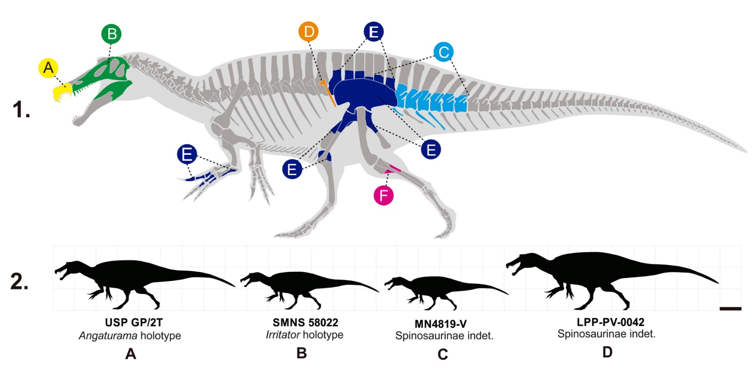 Species New to Science: [Paleontology • 2018] Semi-aquatic Adaptations ...