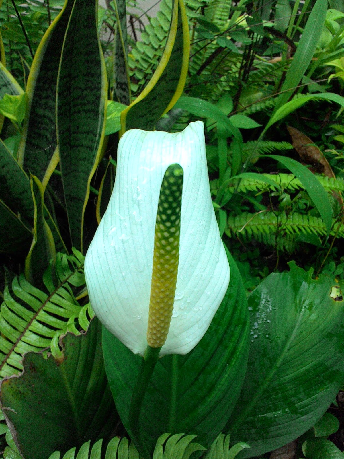 Contoh Taman Tropis: Contoh Taman Tropis - Tropical Garden Inspiration