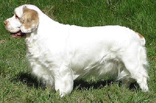 Medium-Sized Dog Breeds: Clumber Spaniel - with short legs