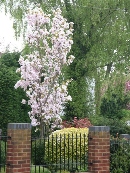 Another Columnar Flowering Japanese Cherry Tree - For Zone 5B