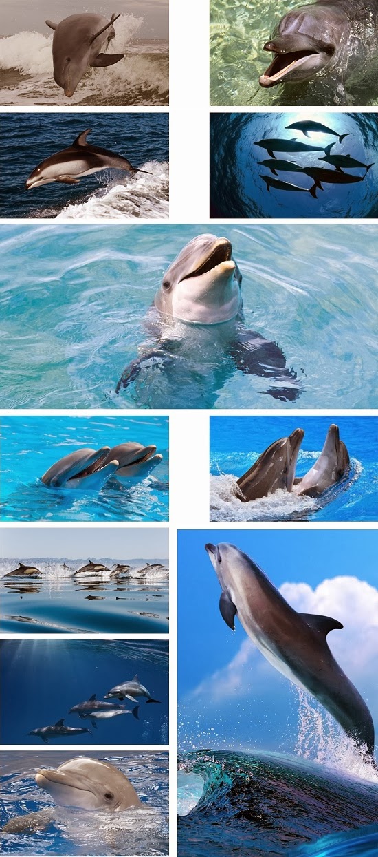 Dolphin Animal Theme For Windows 7 And 8 8.1 | Ouo Themes