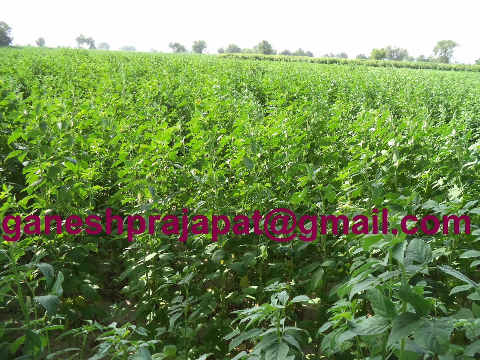 GUAR GUM INFORMATION AND GUAR GUM CULTIVATION IN INDIA: Final condition ...