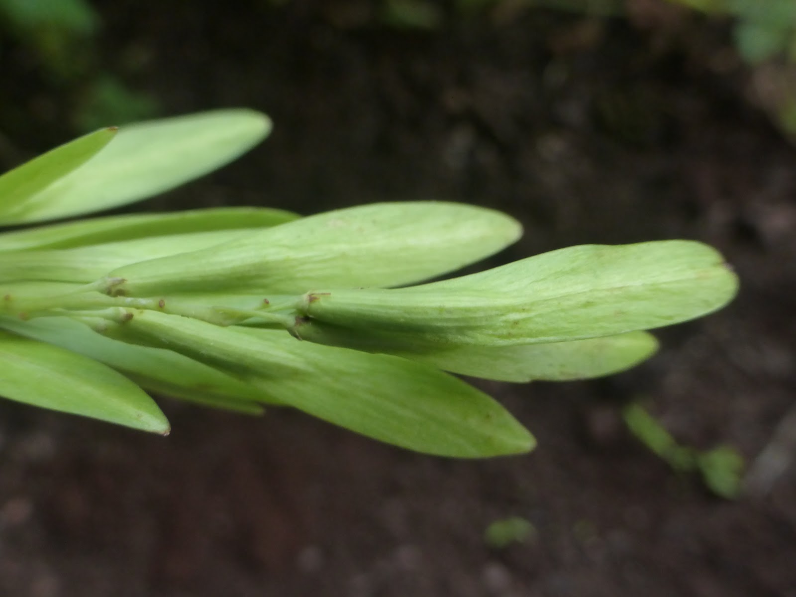 rocayflor: Fraxinus ornus "fresno de flor"