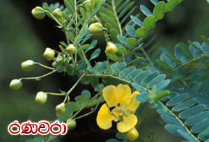 Ayurveda is fast becoming a household: ranawara