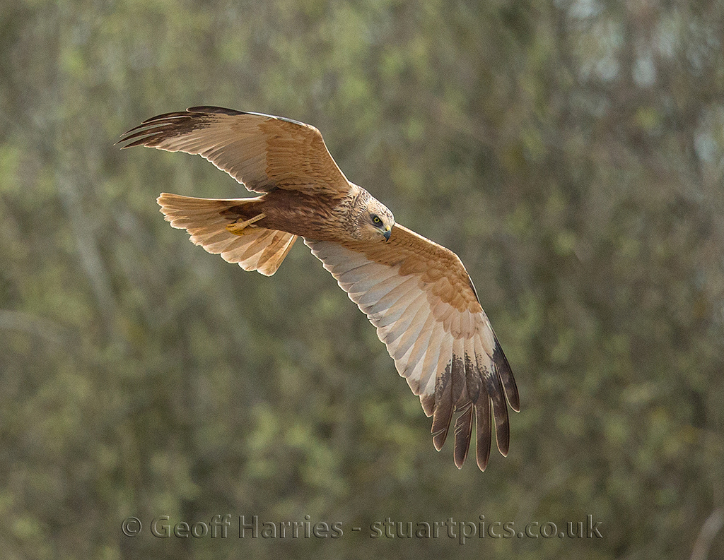 CAMBRIDGESHIRE BIRD CLUB GALLERY: Marsh Harrier