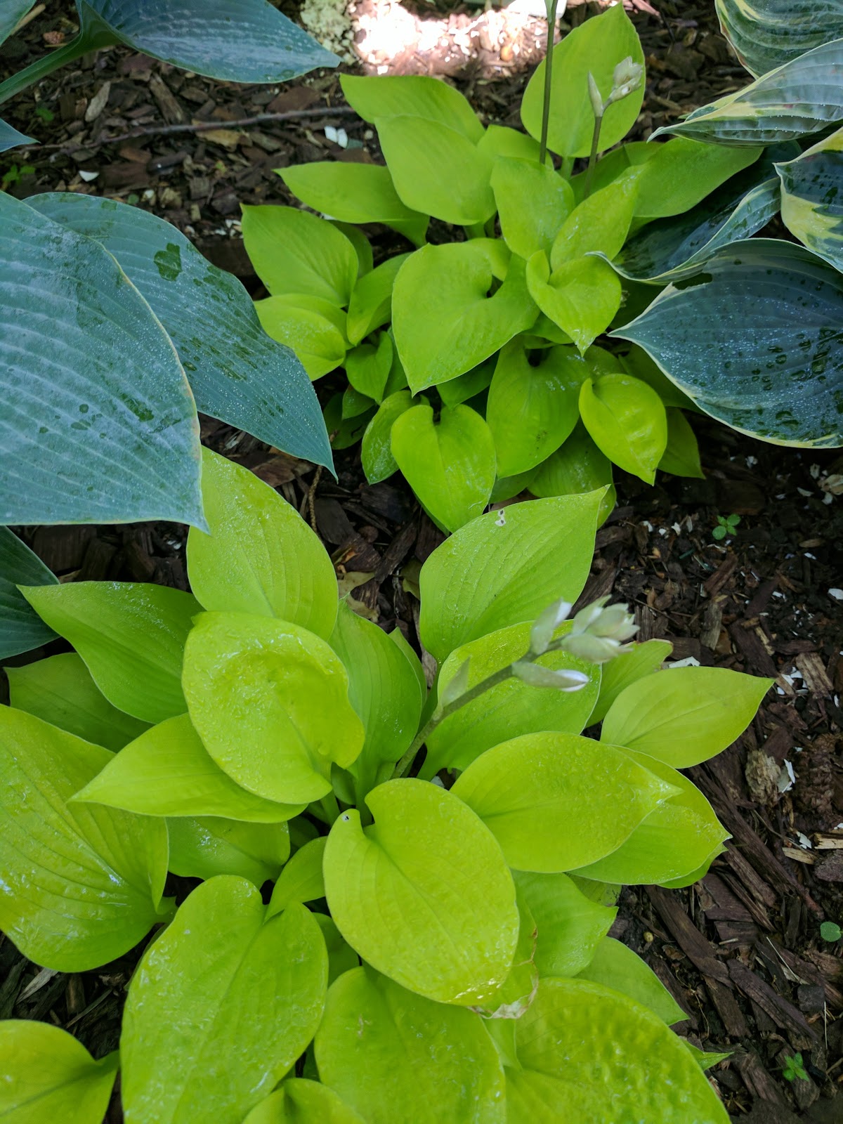 WildDakotaWoman TM: Hosta Meditation