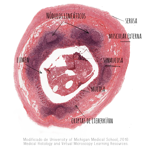Membranas Vecinas: ¿Para qué sirve el apéndice?