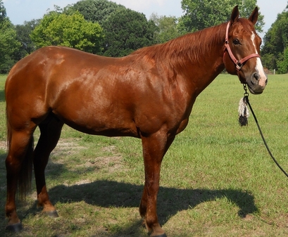 Horse Judging: Quarter Horse Geldings