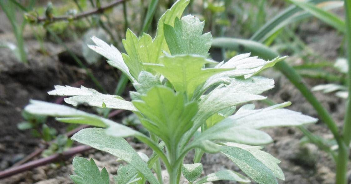 ALTERNATIVA ECOLÓGICA: CULTIVO DE AJENJO