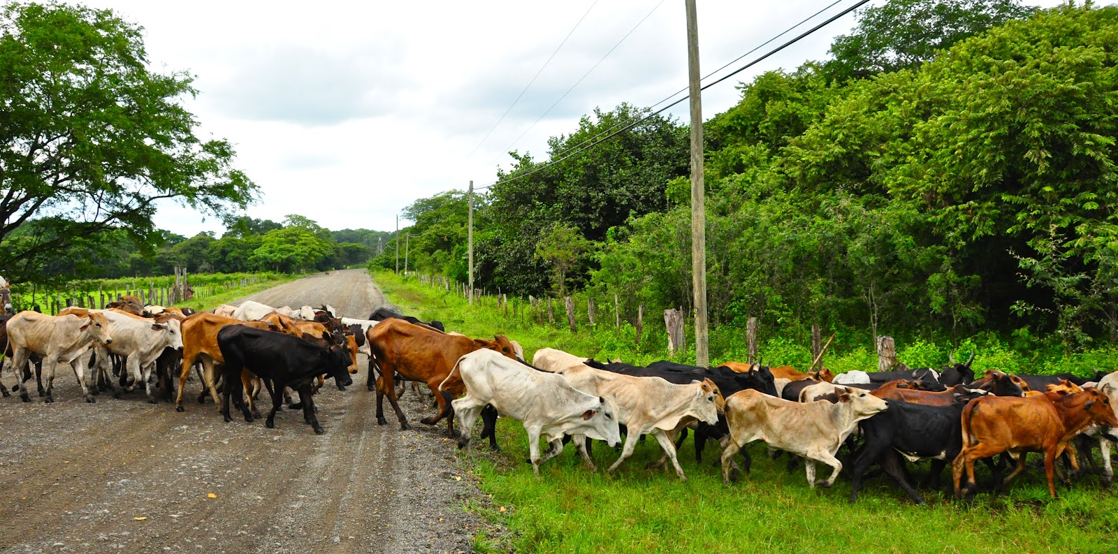 Tamarindo, Costa Rica Daily Photo: Cattle heading form the road to the ...