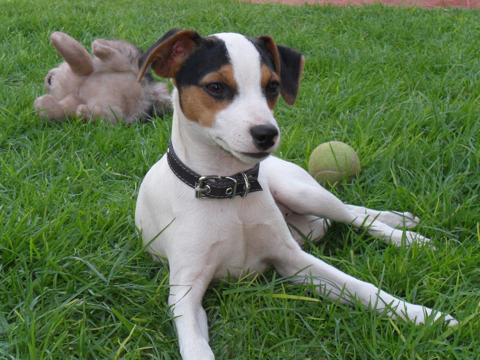 Fox Terrier chileno | Animales del Mundo