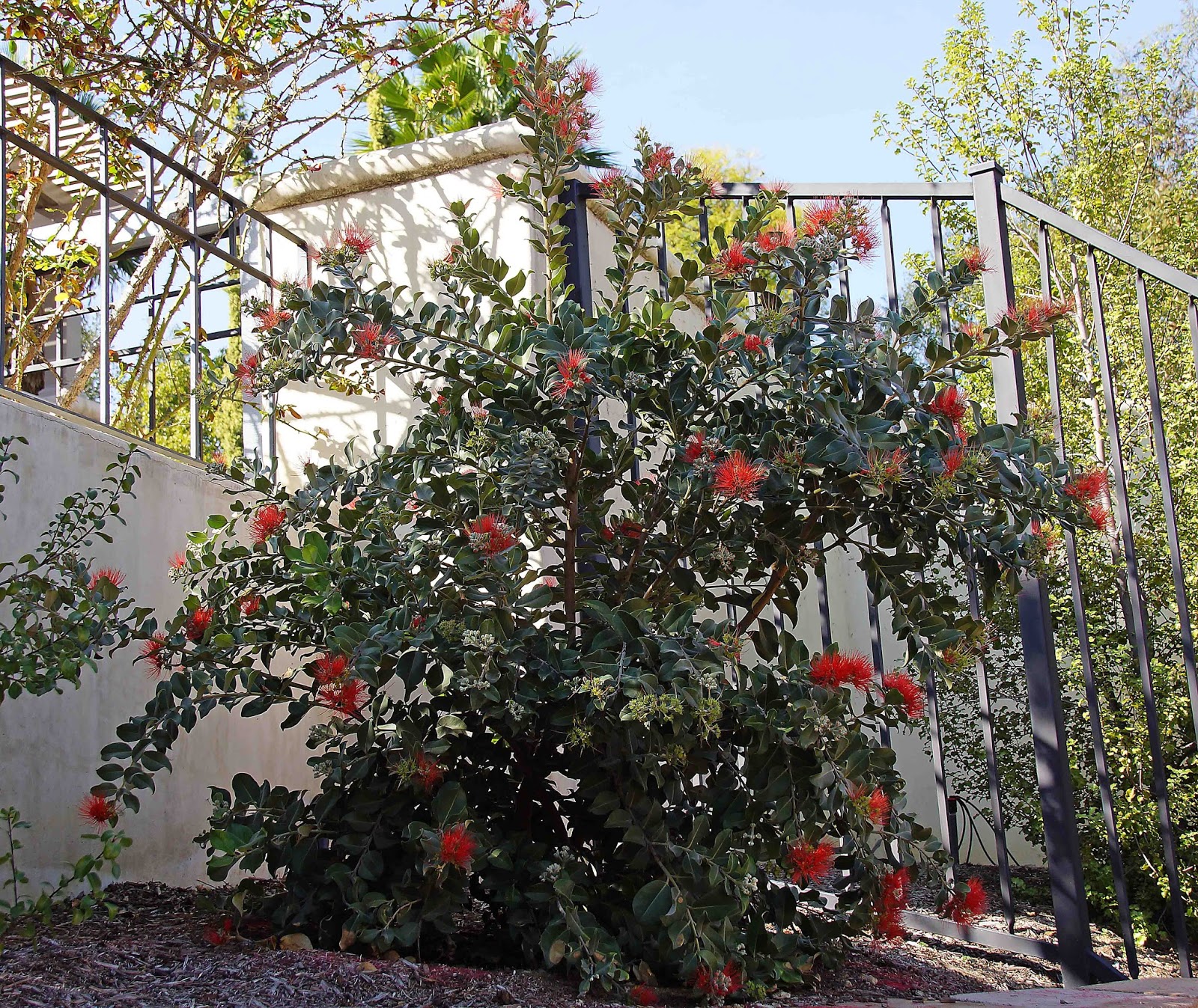 Metrosideros collina 'Springfire'