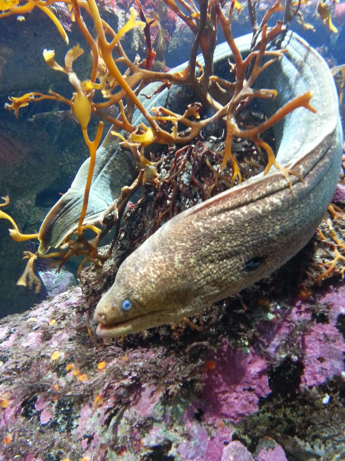 The Frog Bag: Monterey Bay Aquarium!