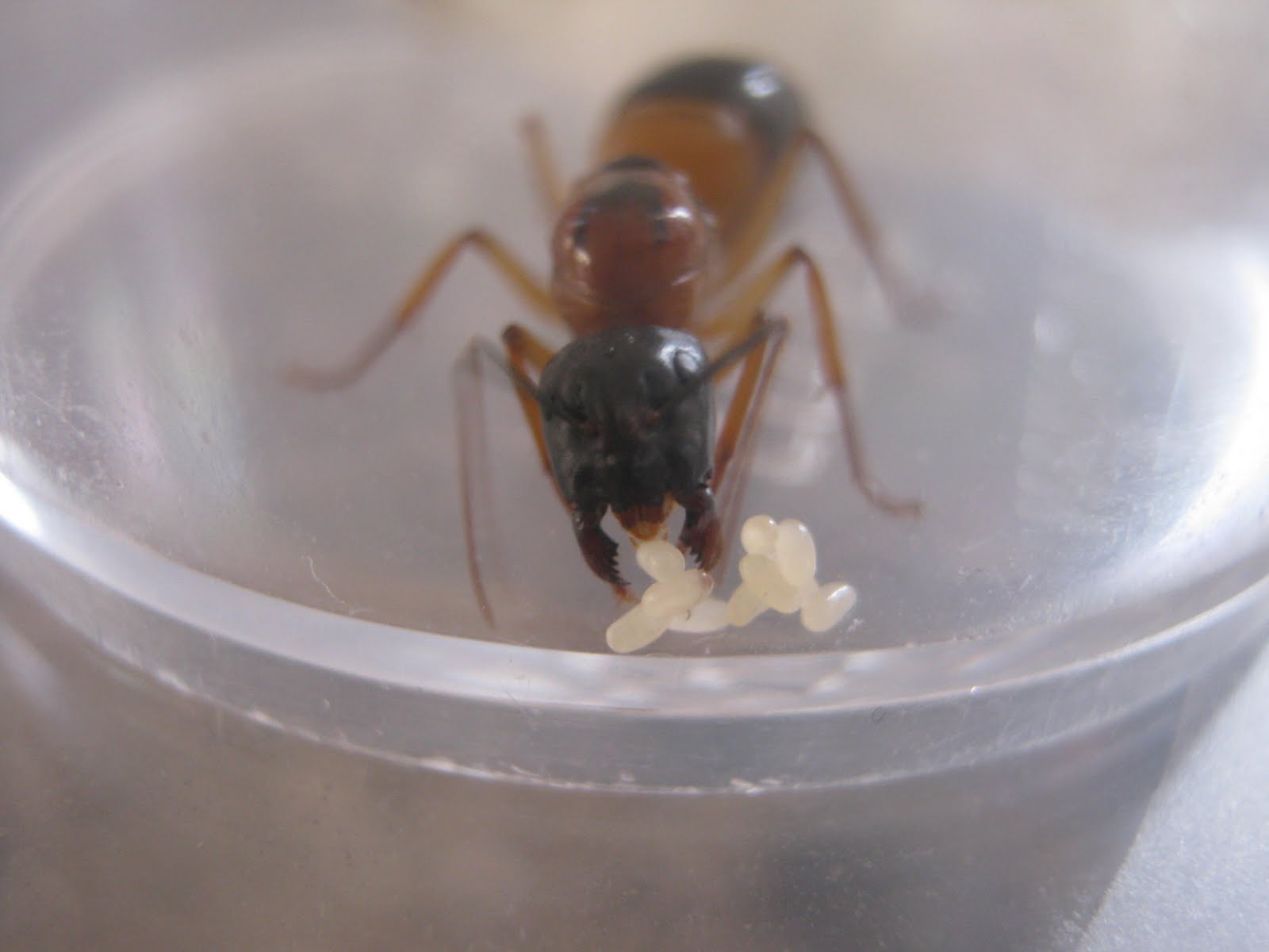 Megan's Ants: Esme (Camponotus consobrinus queen) lays an egg