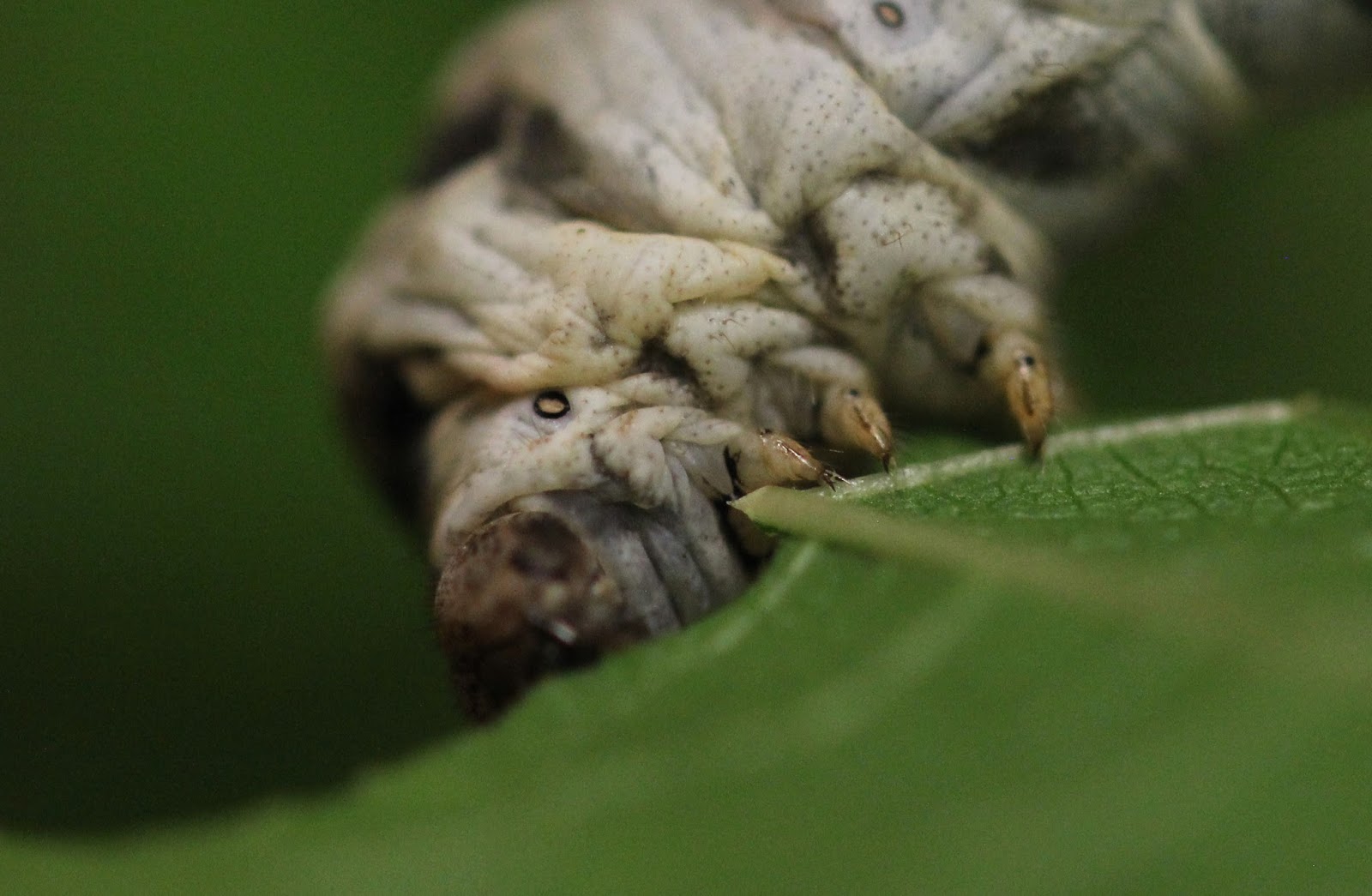 Amazing Silkworms: Anatomy of the Silkworm Larva (Part 2)