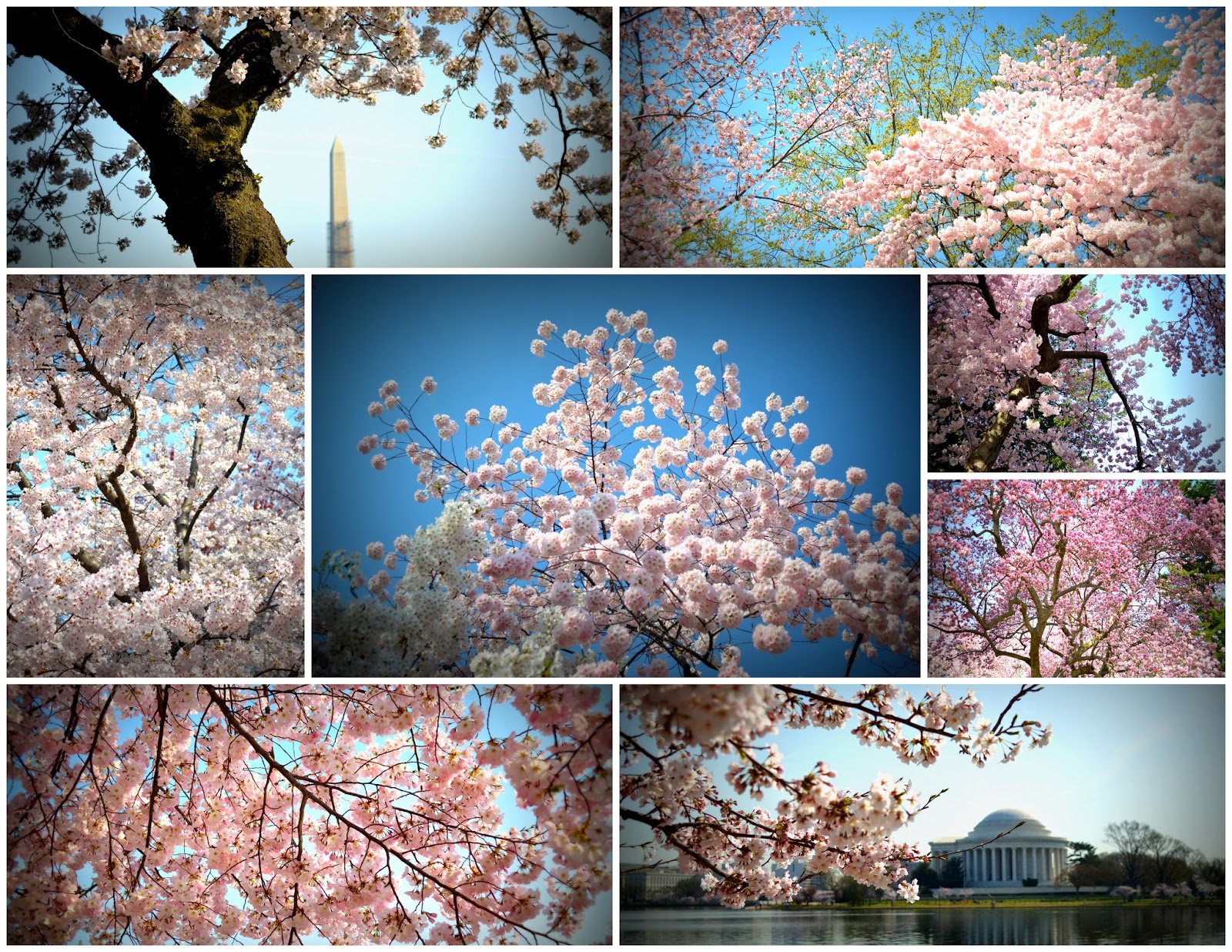 shan & brans: washington d.c.