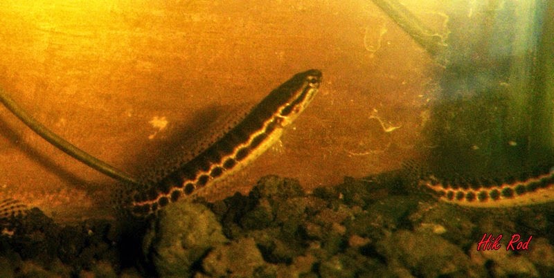 Mahamaya Hiko: Channa Bankanensis "Bangka snakehead" Profil dan cara ...