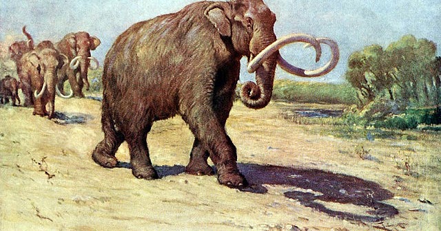 Is it still possible to eat mammoth meat today? | Facts About All