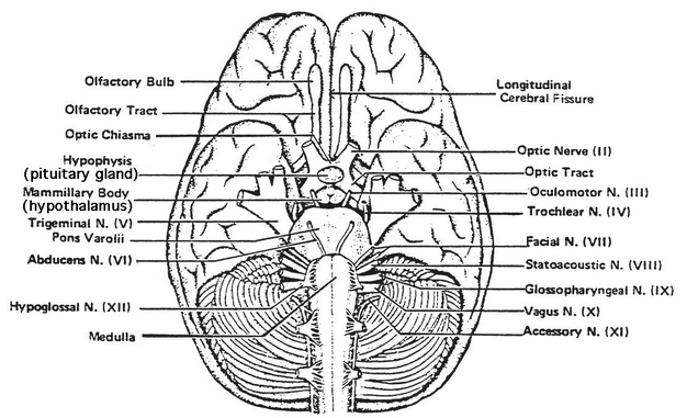 Cranial Nerves Answers Coloring Pages Sketch Coloring Page