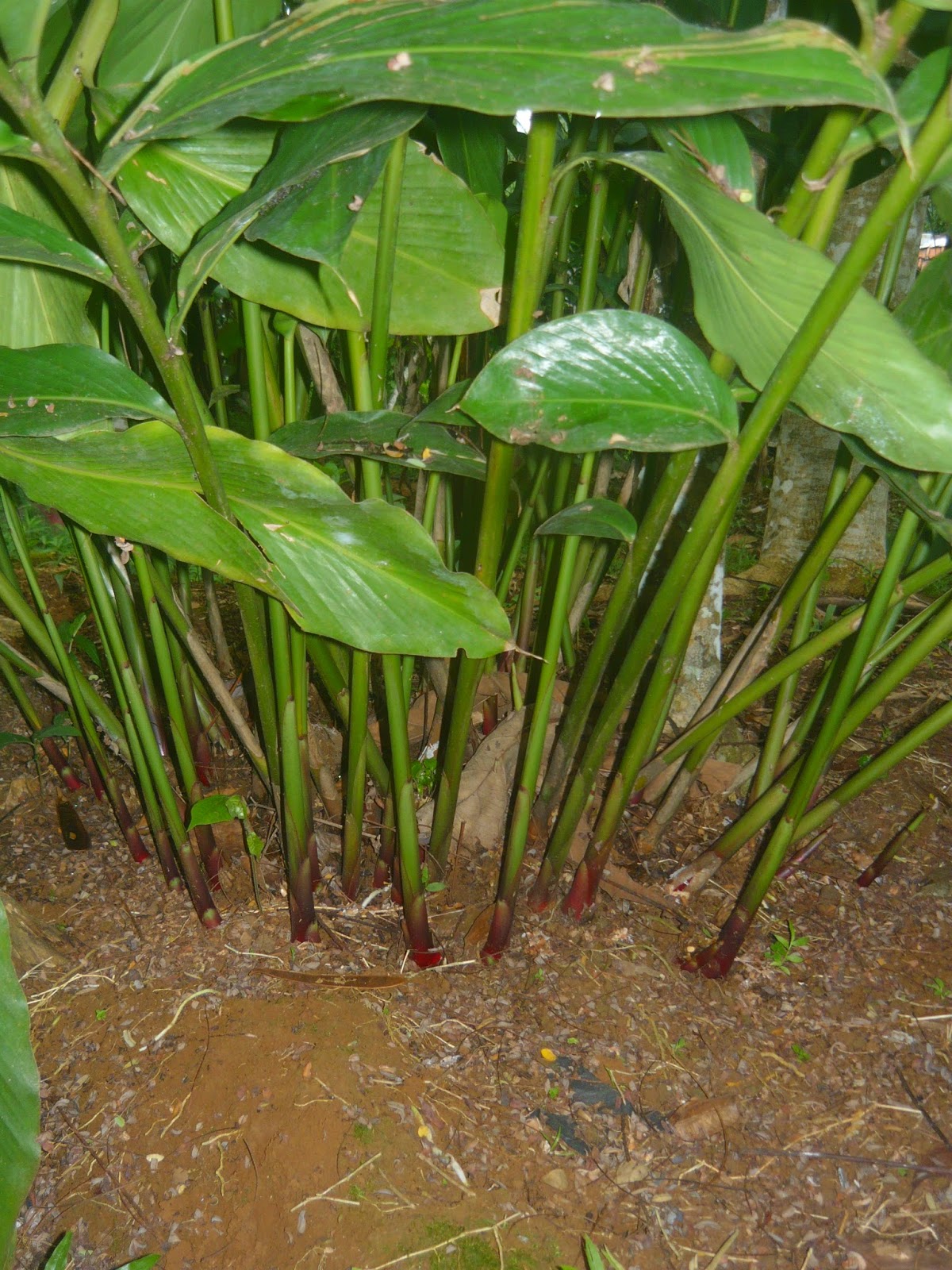 Budidaya Kapol atau Kapolaga